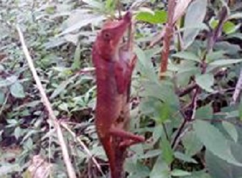 Lizard Exploration of Knuckles Mountain range with Sri Lanka Trekking
