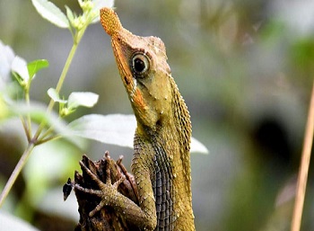 Lizard Exploration of Knuckles Mountain range with Sri Lanka Trekking