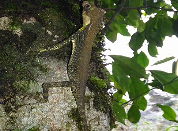 Lizard Exploration of Knuckles Mountain range with Sri Lanka Trekking