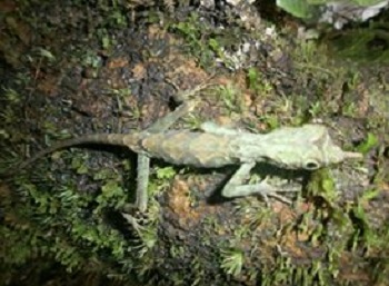 Lizard Exploration of Knuckles Mountain range with Sri Lanka Trekking